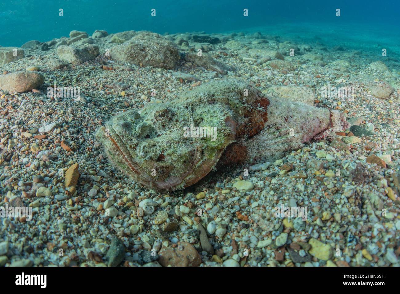 Fish swim in the Red Sea, colorful fish, Eilat Israel Stock Photo - Alamy
