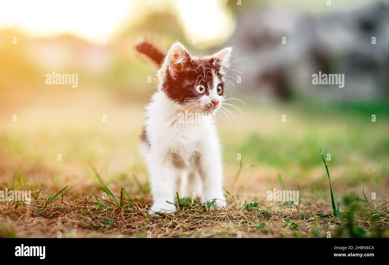 Little furry kitten Stock Photo - Alamy