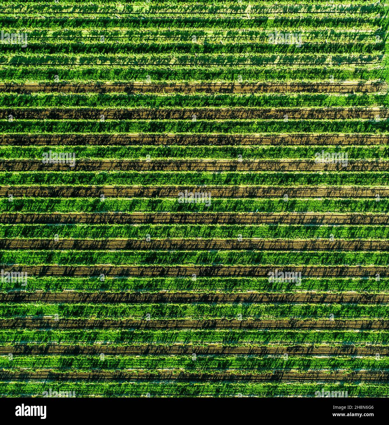 Aerial view of grape field Stock Photo - Alamy