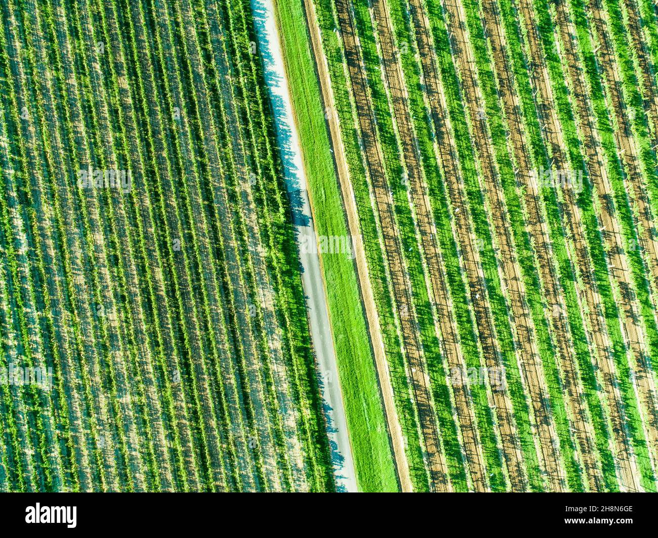 Aerial view of grape field Stock Photo - Alamy