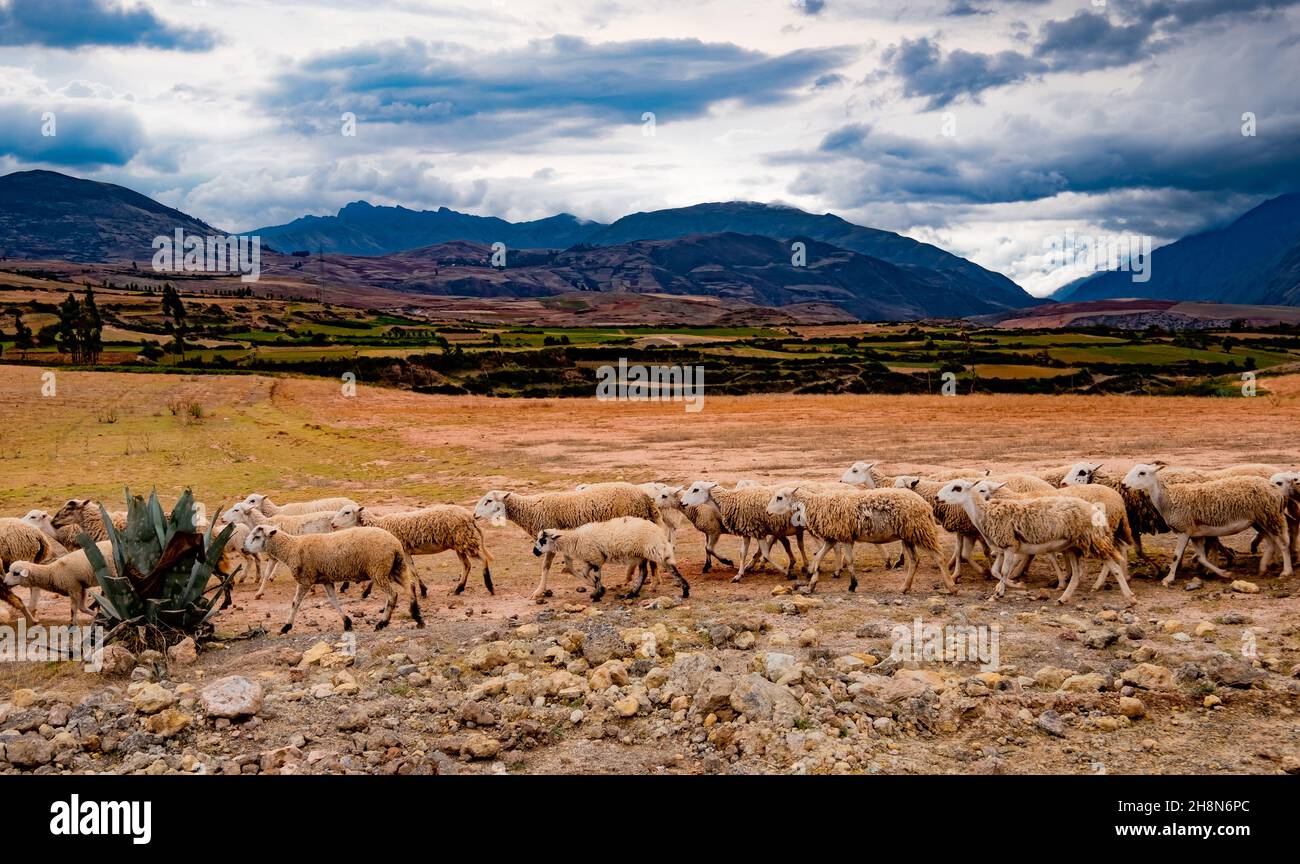 Herd of sheep in Peru Stock Photo - Alamy