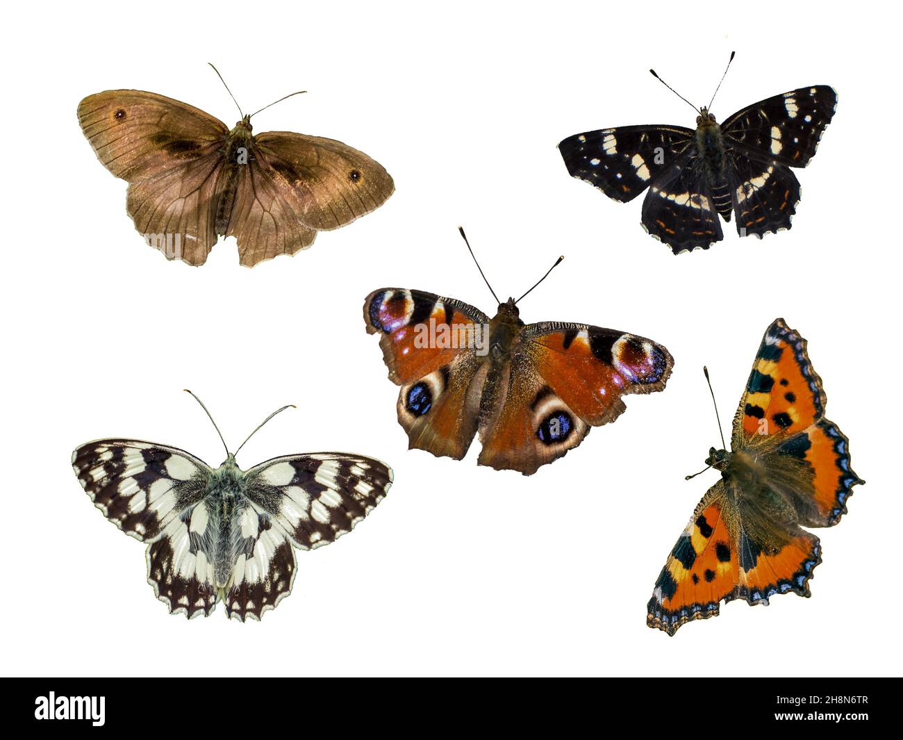 different butterflies isolated on white background Stock Photo - Alamy