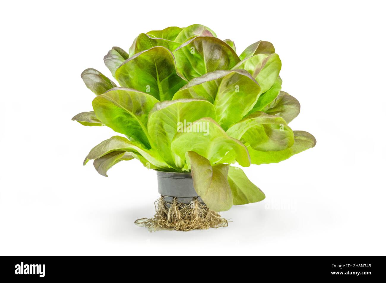 Single lettuce salad close up isolated on white background Stock Photo ...