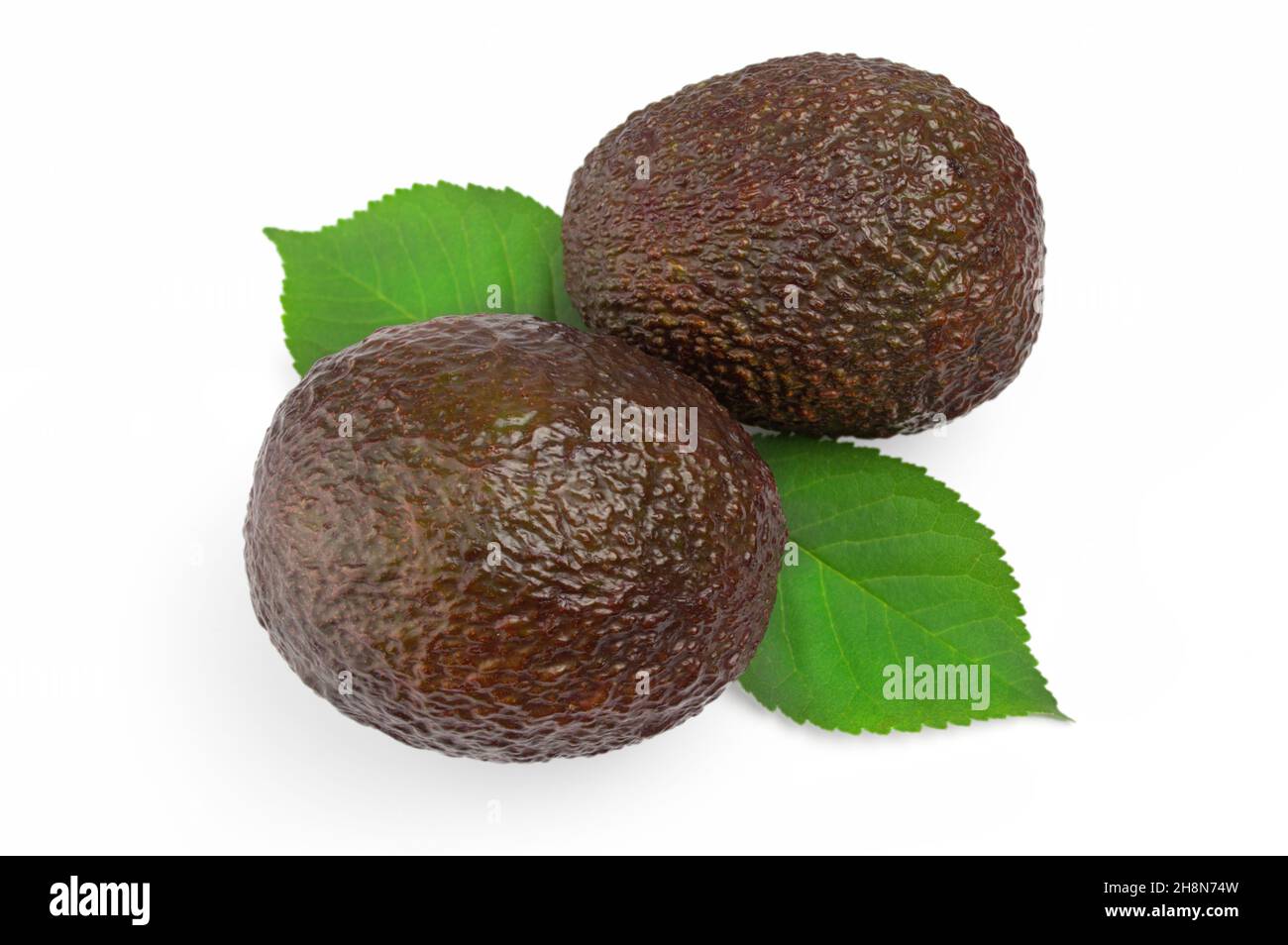 Two avocados on white background and green leaves Stock Photo - Alamy