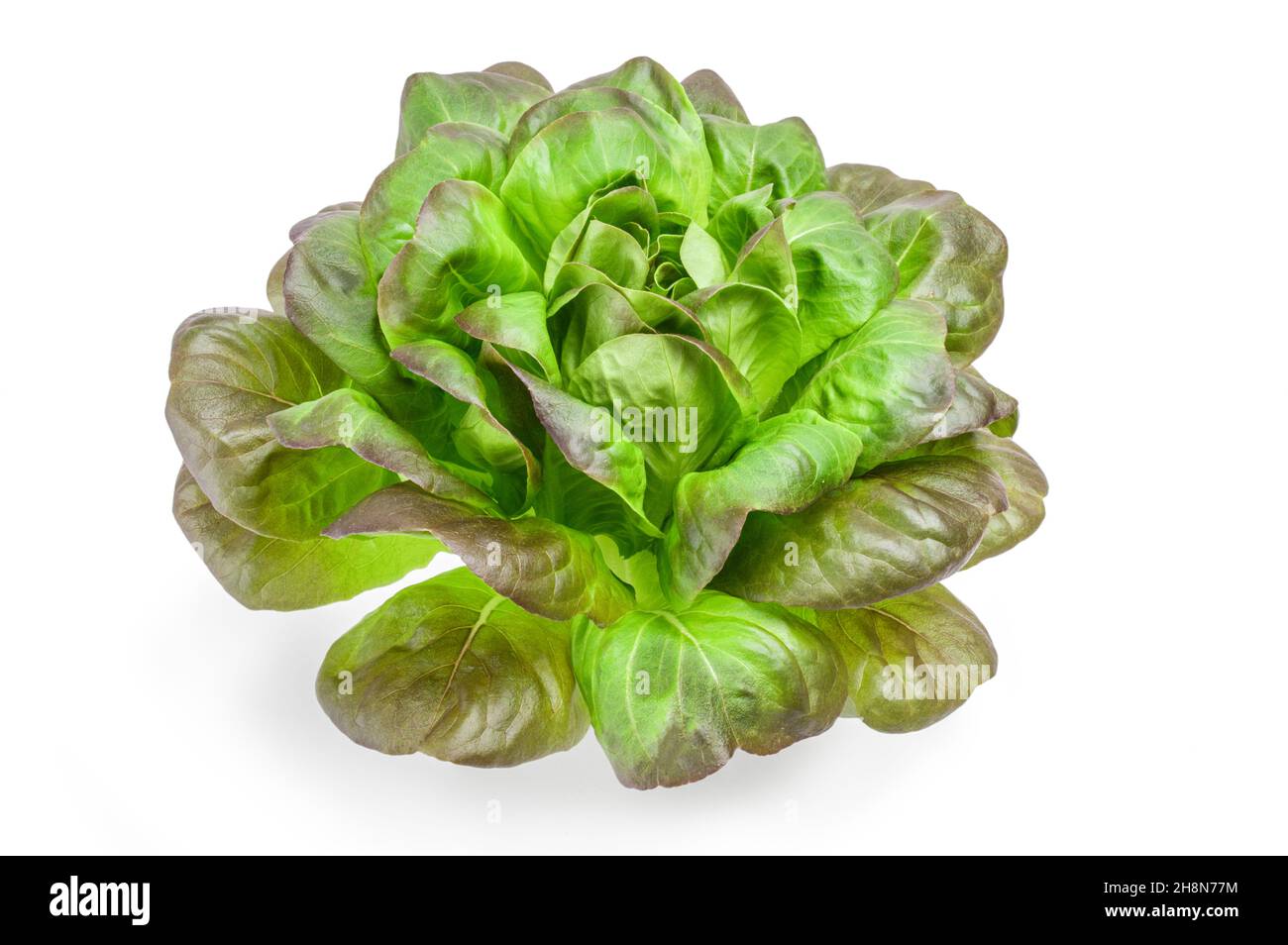 Concept fresh green lettuce hi-res stock photography and images - Alamy