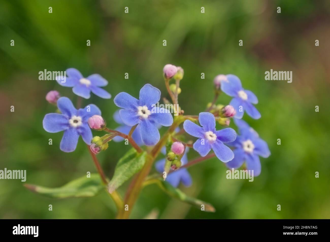 Blue flowers Forget-me-not. Latin name Myosotis sylvatica. Floral ...