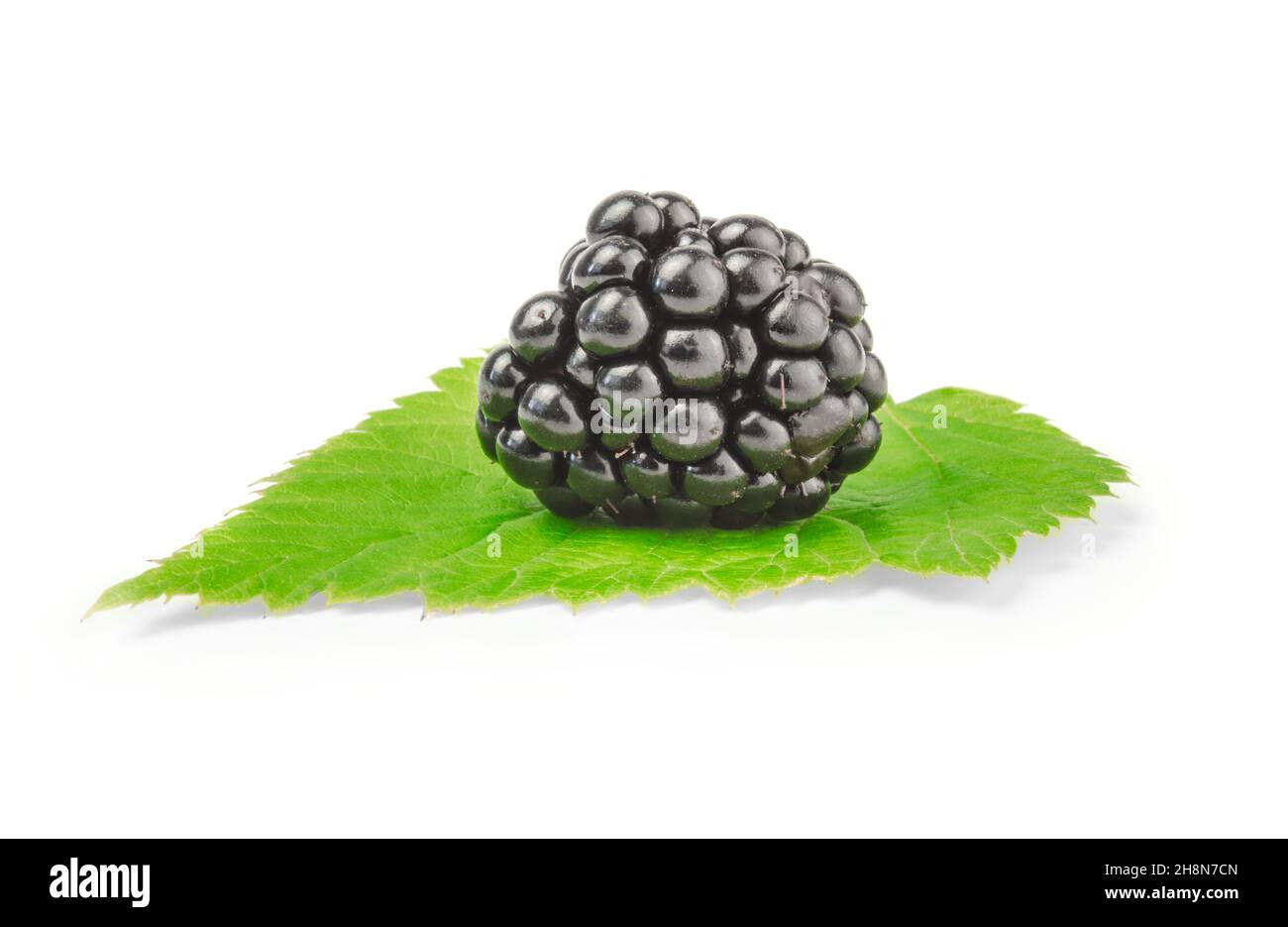 Close up view of nice fresh blackberry on green leaf in white ...