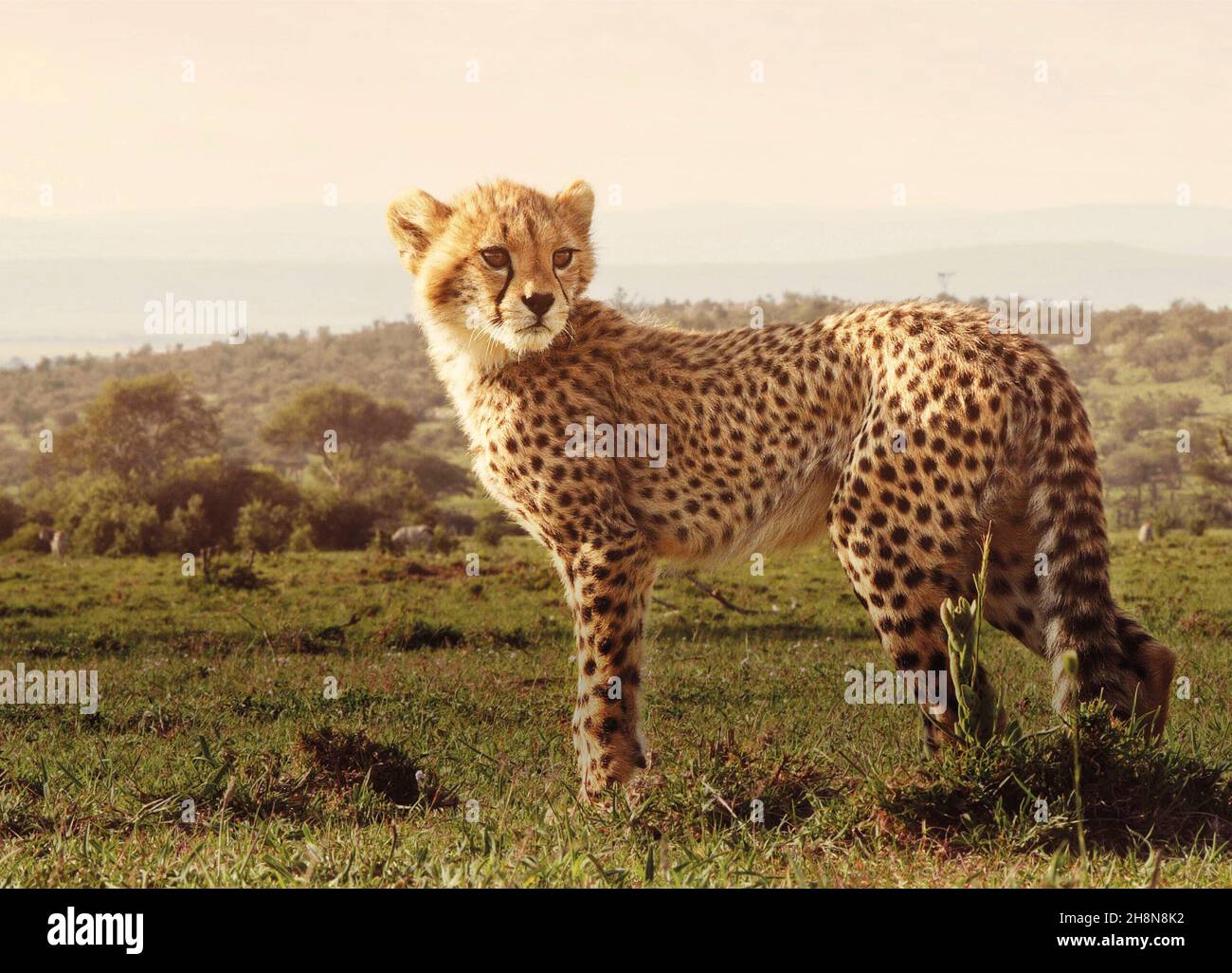 John downer hi-res stock photography and images - Alamy