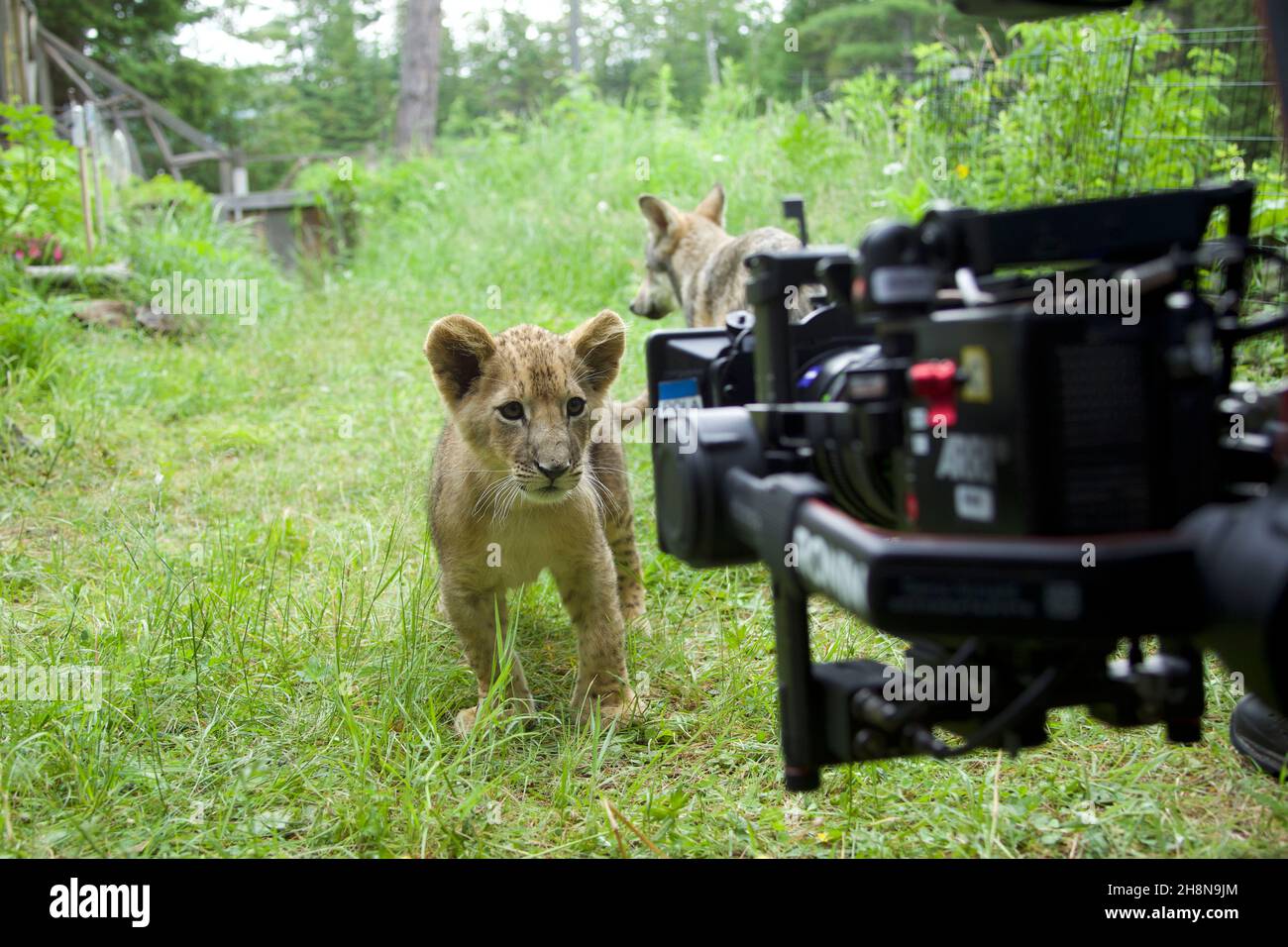 THE WOLF AND THE LION (2021) -Original title: LE LOUP ET LE LION ...