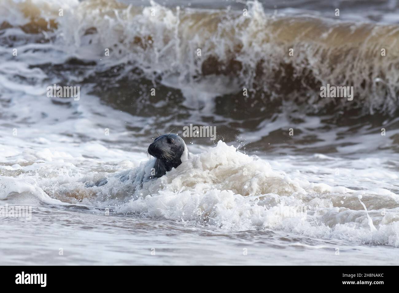 Grey seal in the sea Stock Photo - Alamy