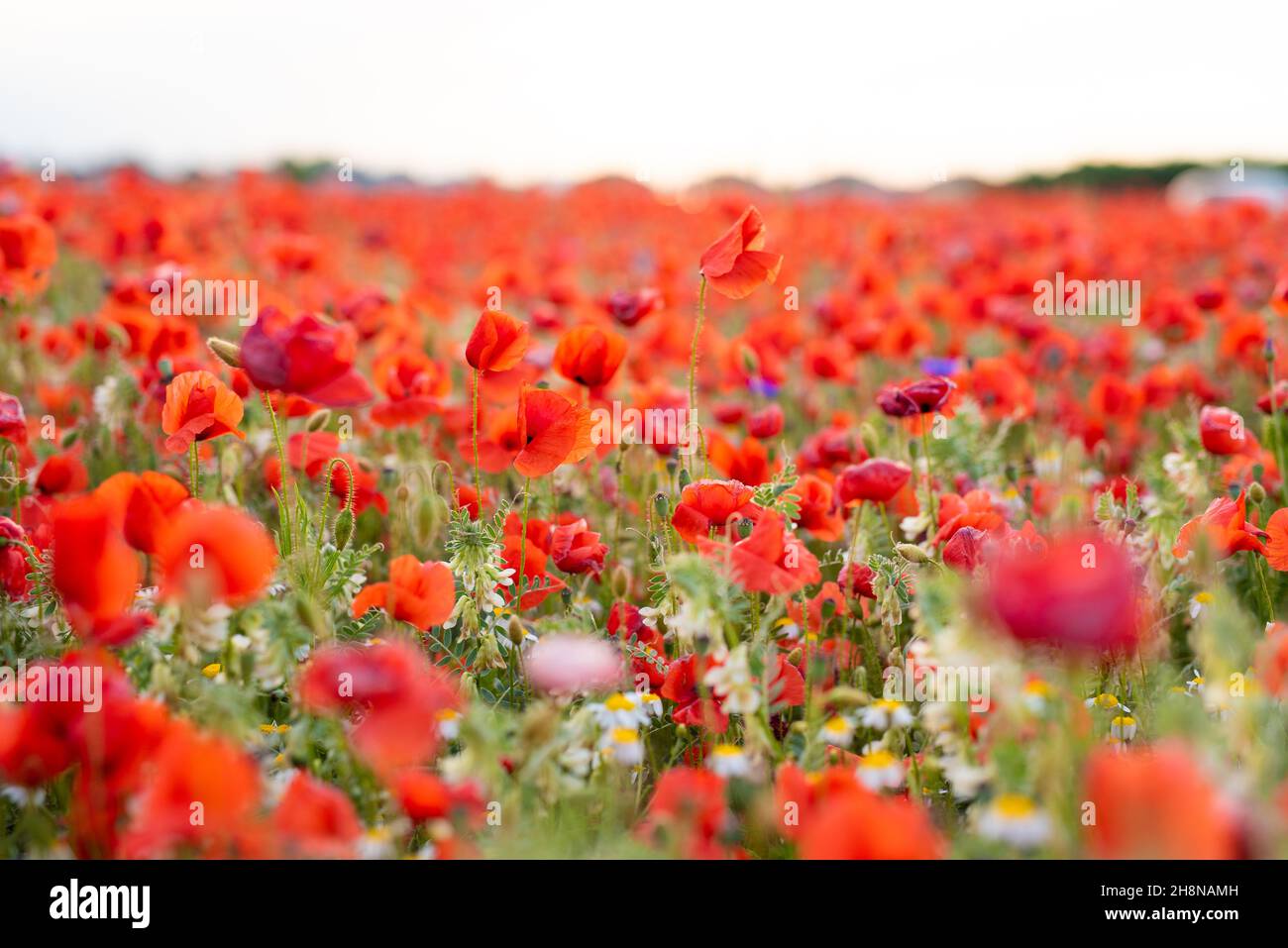 Red poppy field near on the outskirts of Vienna at sunset. Backlit shot ...
