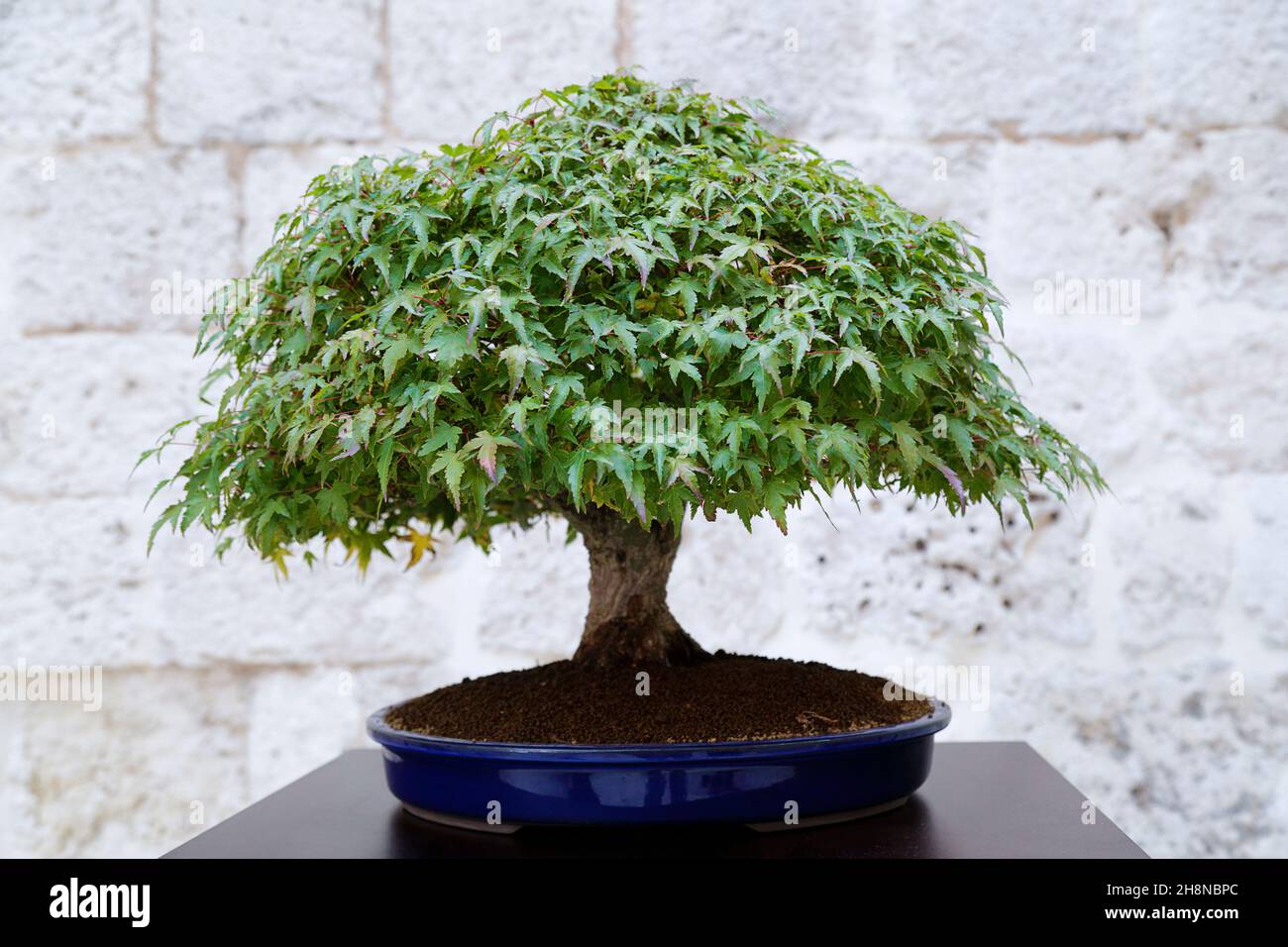 Acer Palmatum Dissectum Bonsai