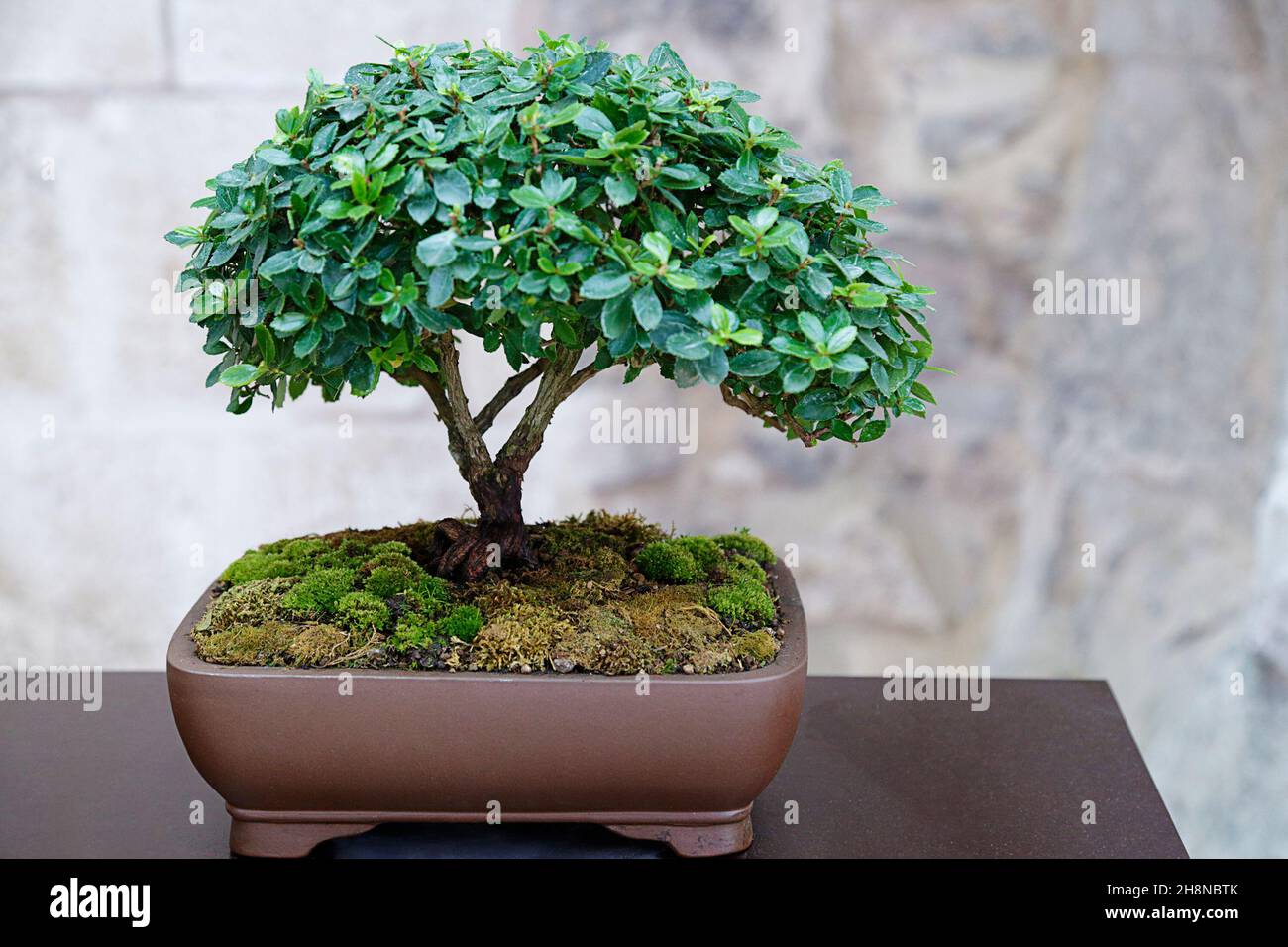 Escallonia High Resolution Stock Photography and Images - Alamy