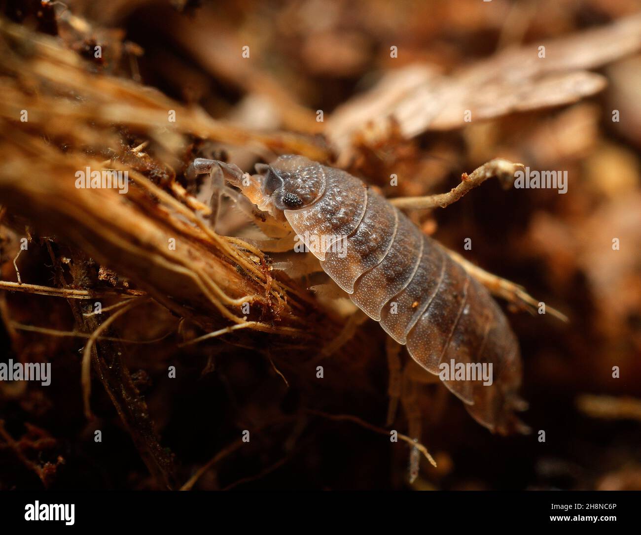 Wood lice hi-res stock photography and images - Alamy