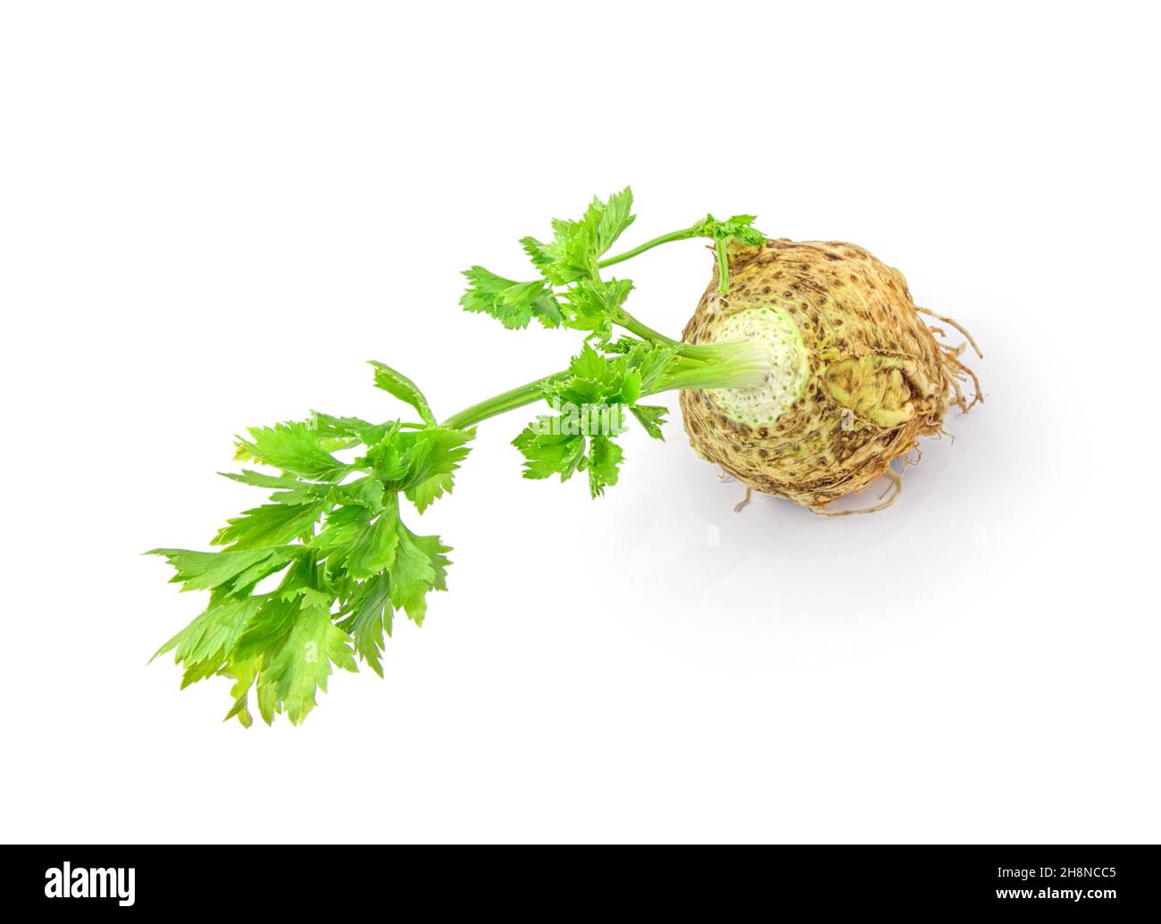 Fresh celery with root leaf on white background Stock Photo - Alamy
