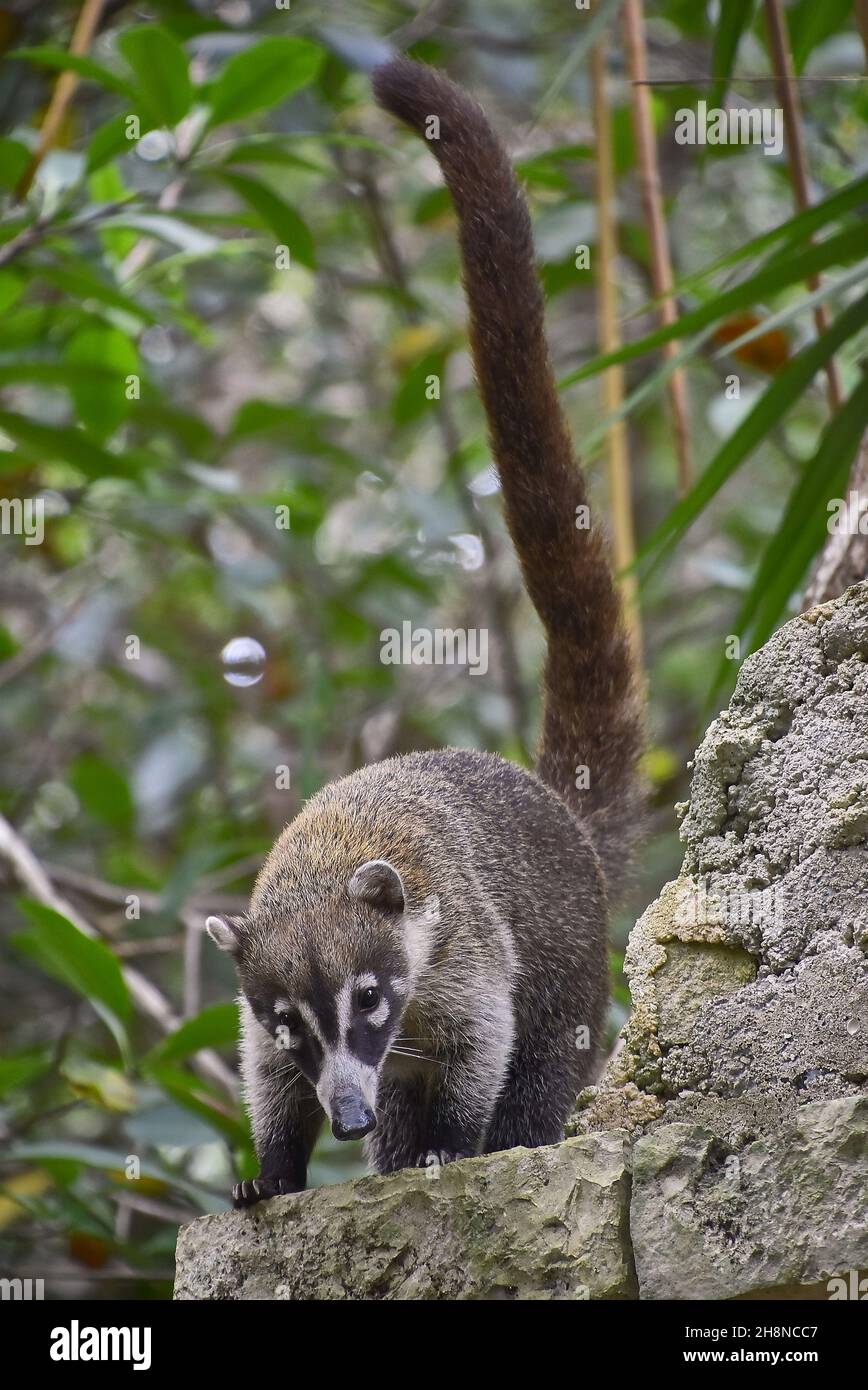 Little coati nasuella olivacea hi-res stock photography and images - Alamy