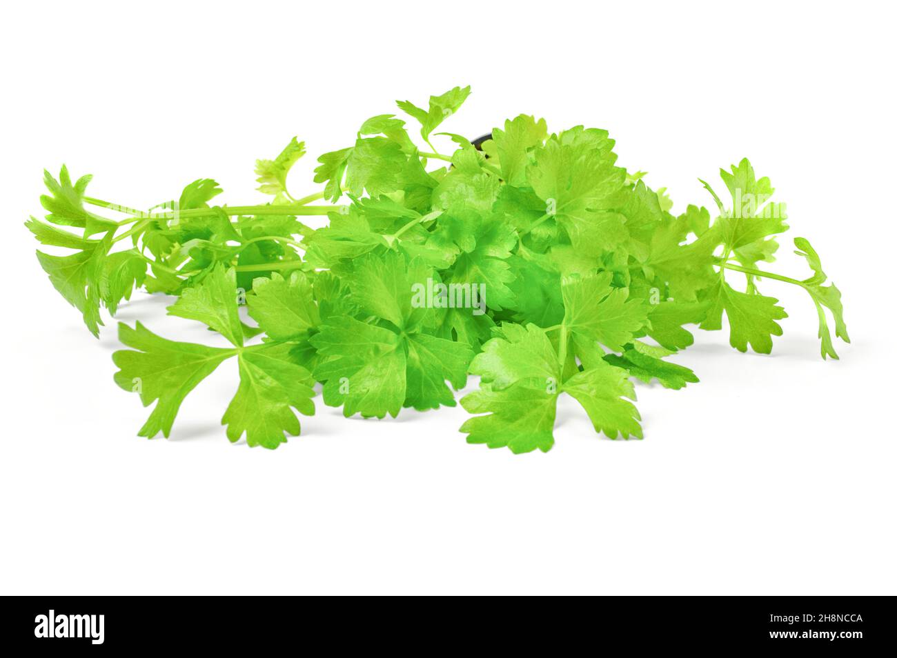 Cilantro herb isolated on white background Stock Photo - Alamy