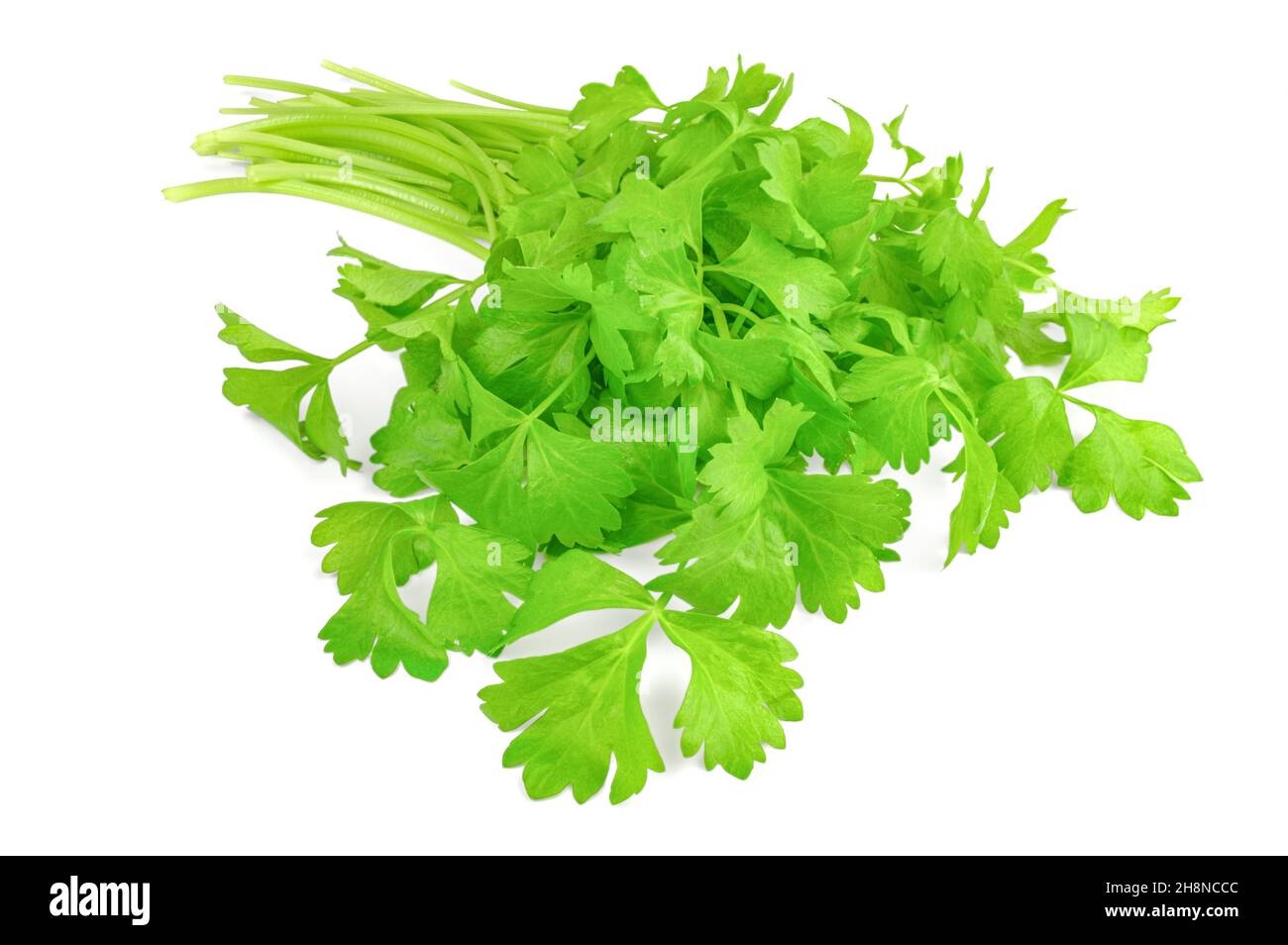 Cilantro herb isolated on white Stock Photo - Alamy