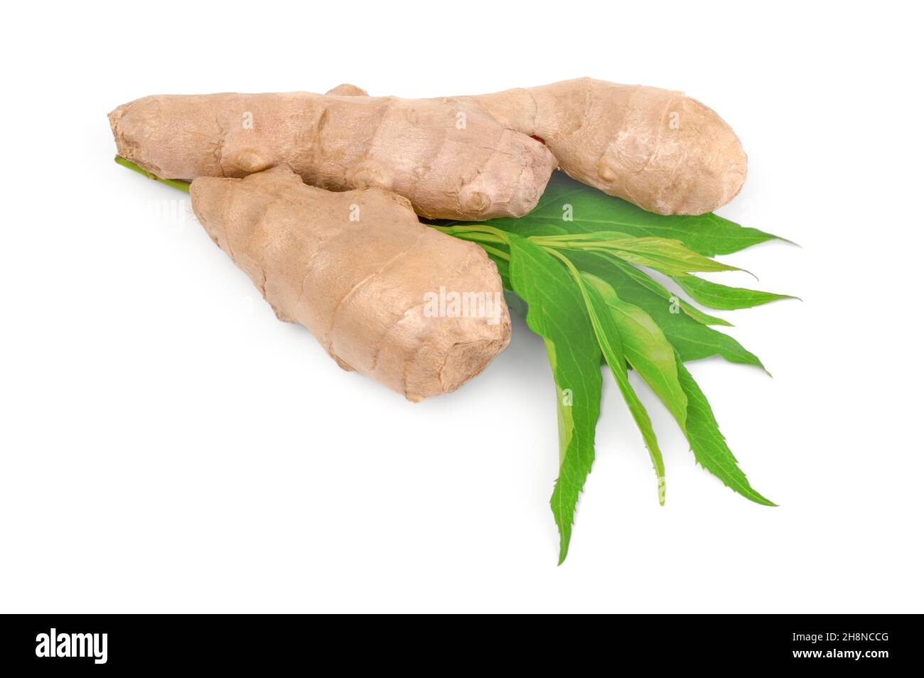 Ginger root with leaves isolated on white background cutout Stock Photo ...