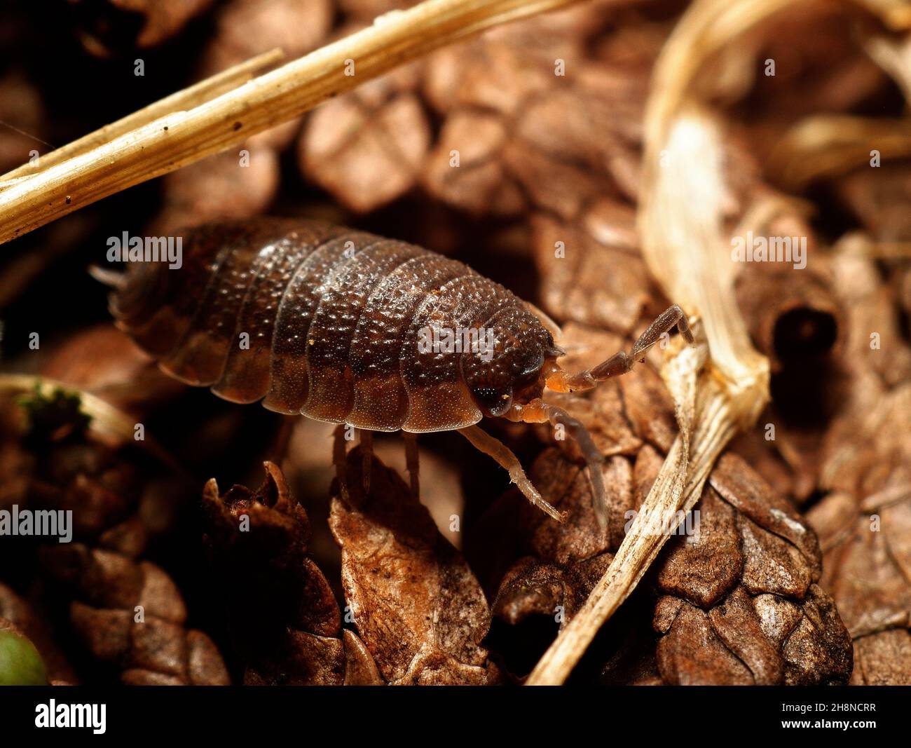 Wood lice hi-res stock photography and images - Alamy
