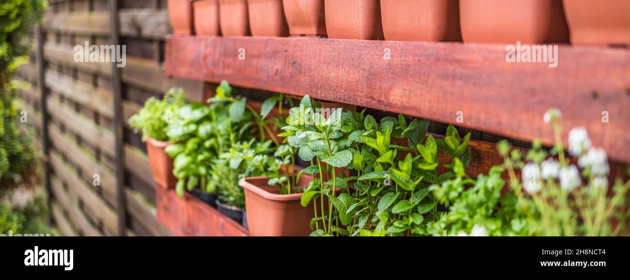 Vertical herb garden in pots. Home garden, herbs in outdoor backyard ...