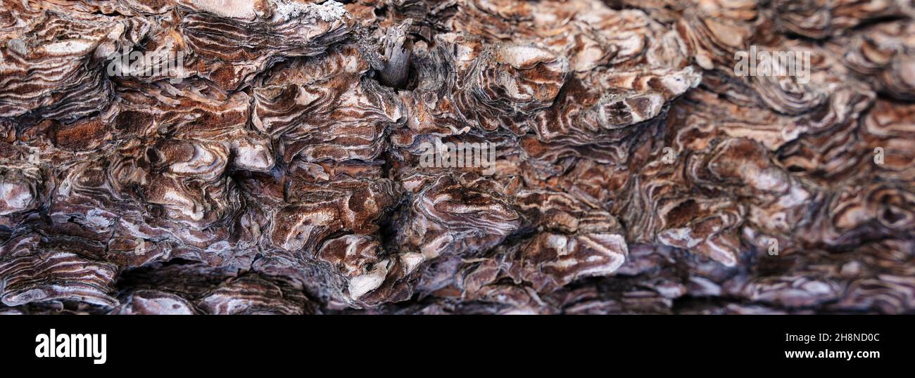 Pine tree swirly weird texture close up. Abstract banner for text Stock ...