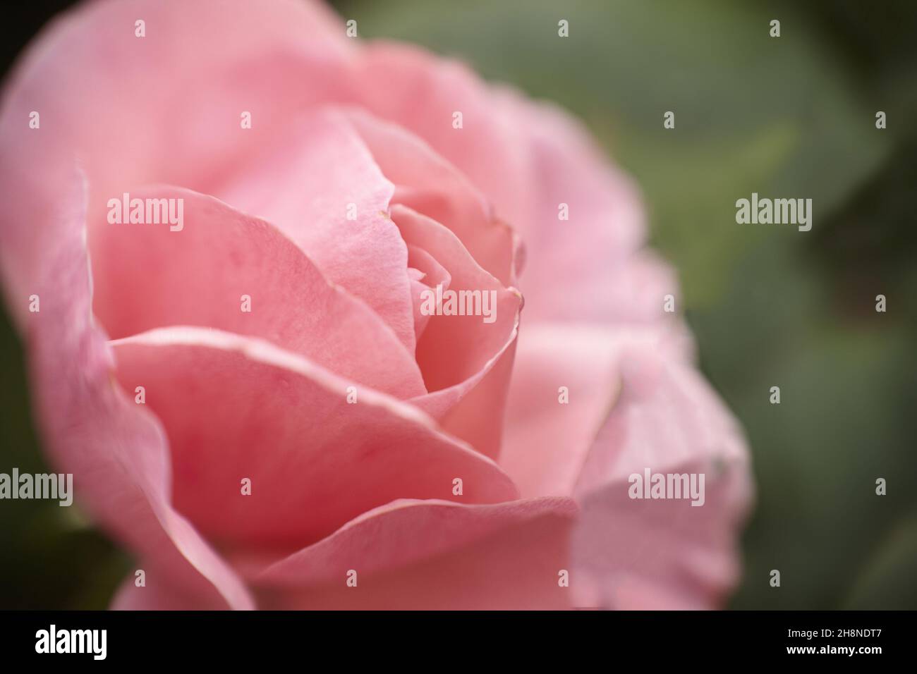 Rose interior hi-res stock photography and images - Alamy