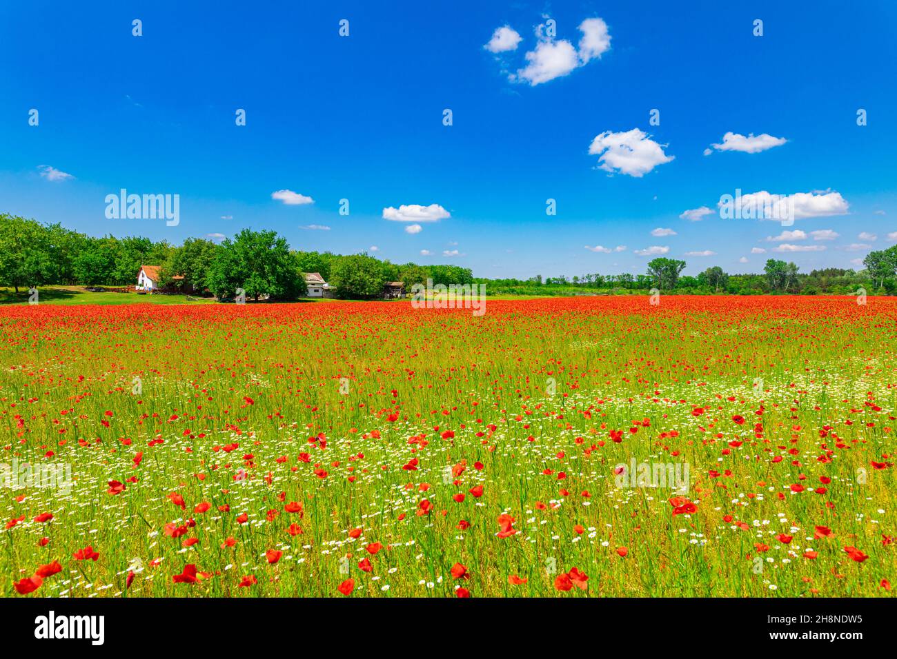 Panorama of poppy field in summer countryside. Red floral sunlight ...