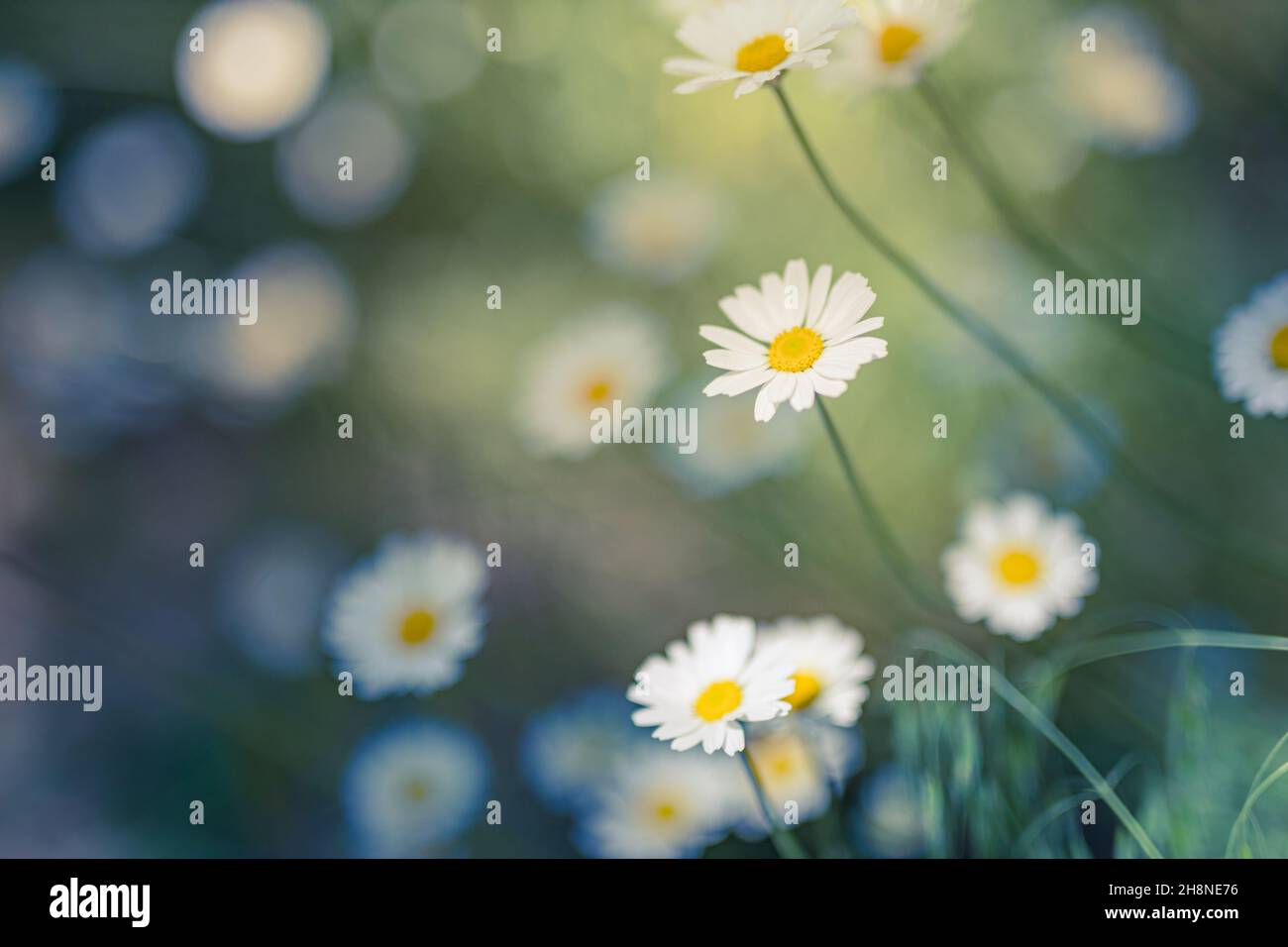 Close up beautiful chamomile flowers hi-res stock photography and ...