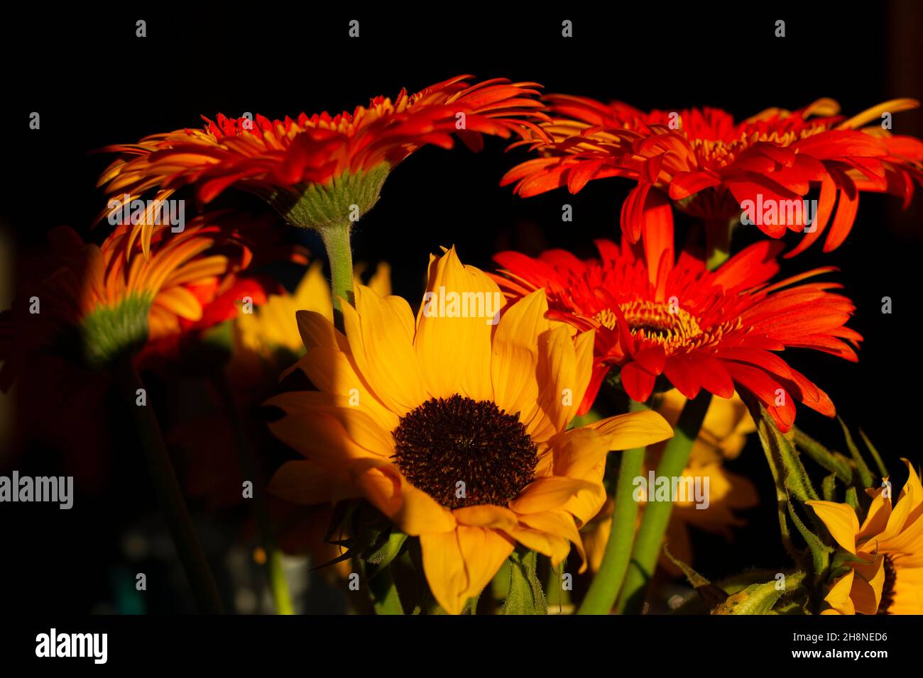 Beautiful bouquet of sunflowers hi-res stock photography and images - Alamy
