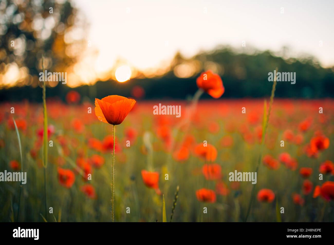 Spring summer green meadow field panorama. Red poppy closeup macro ...