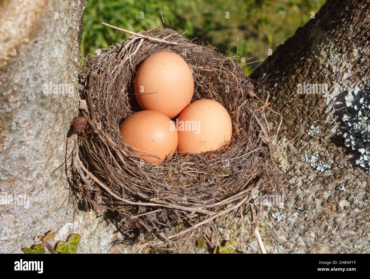 Nest with three hen eggs between the branches of a tree for Easter ...