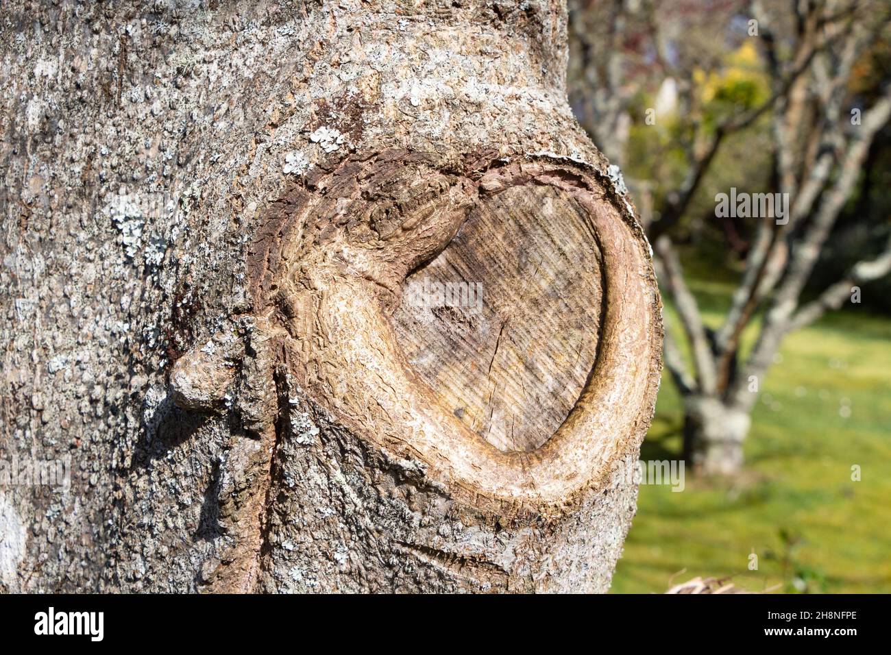 Callus of a tree after cutting a branch Stock Photo - Alamy
