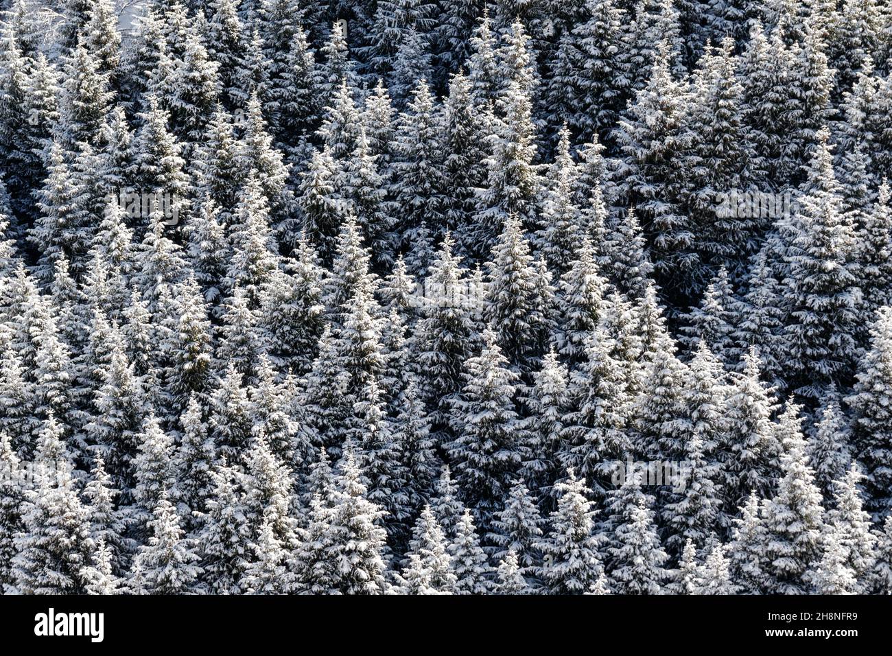Snowy spruce forest in the snow. Winter forest with frosty trees ...
