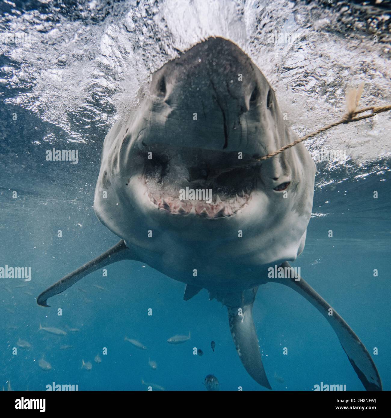 He clamps his teeth down onto the bait. GUADALUPE ISLAND, MEXICO: MEET ...