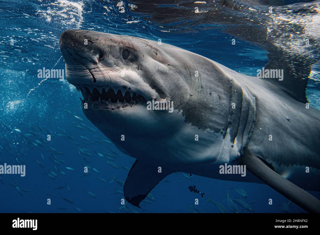 The intimidating shark swims by the photographer. GUADALUPE ISLAND ...
