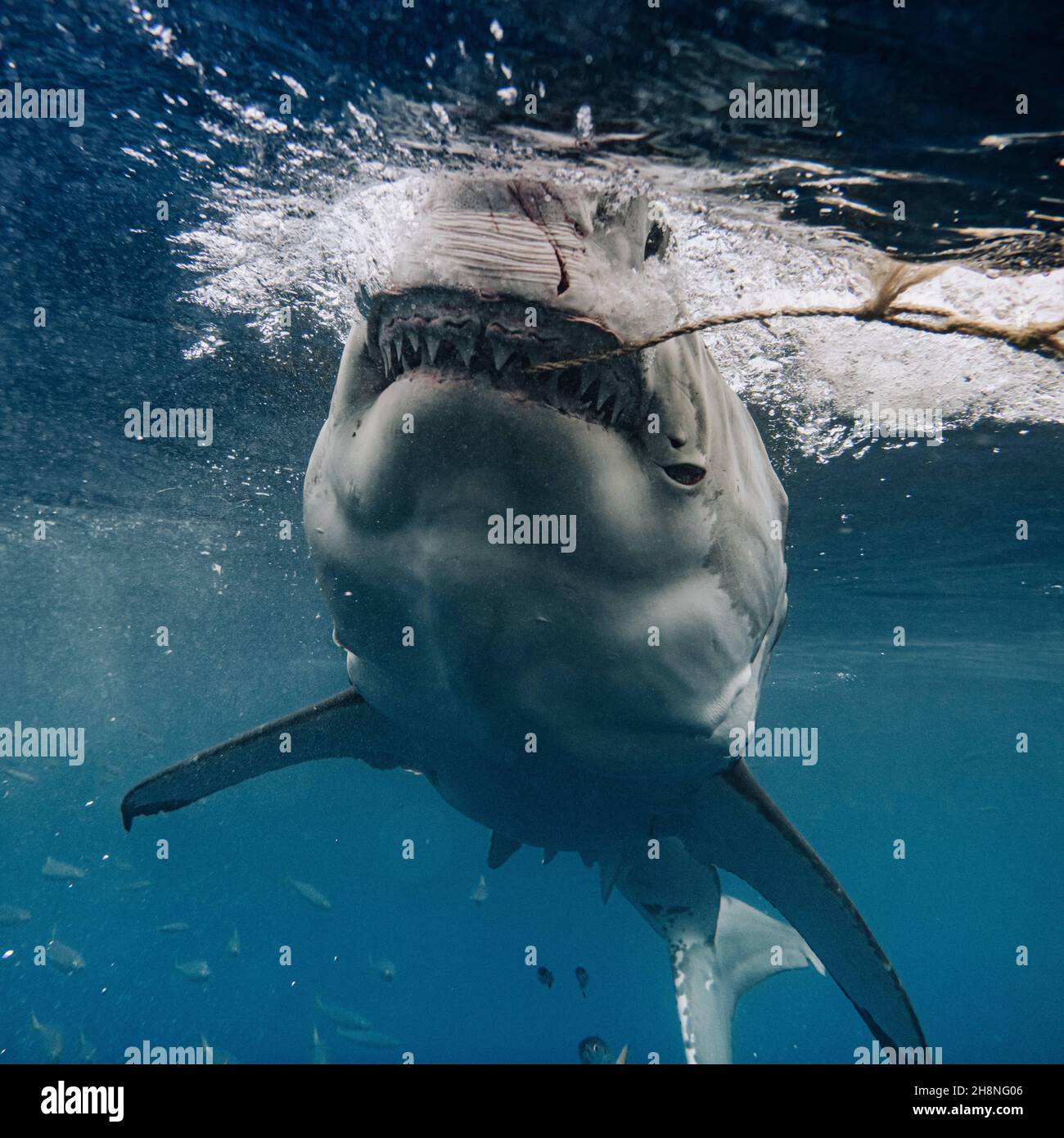 The shark pokes his nose out the water as he chomps down on the bait ...