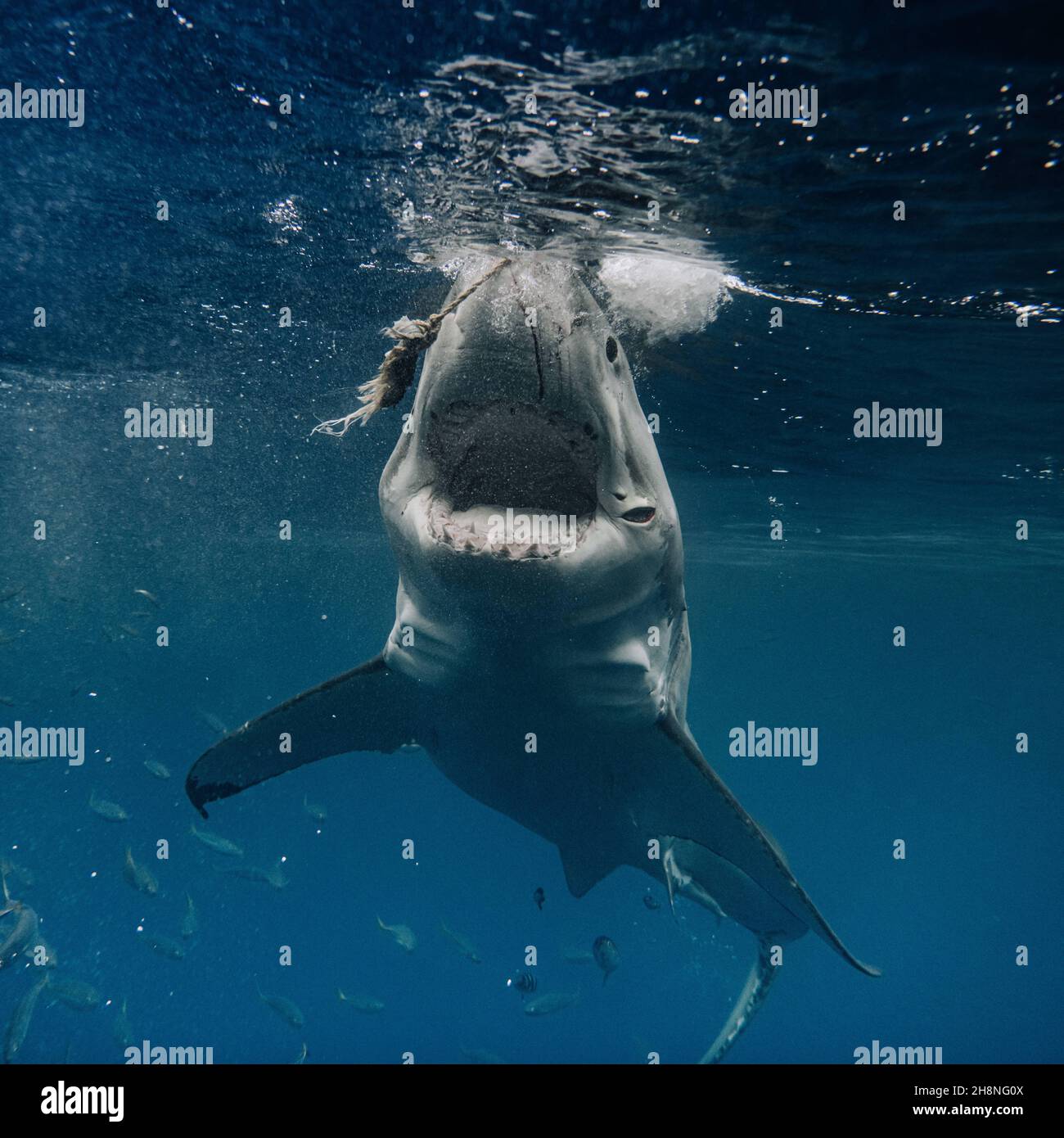 The shark swims after the bait with amazing speed. GUADALUPE ISLAND ...