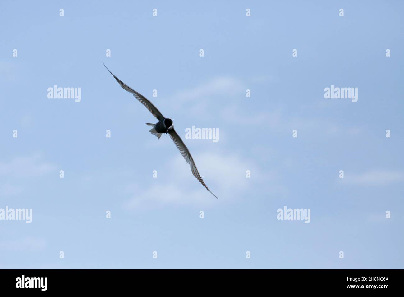 Flying blackbird against a bright sunny Stock Photo - Alamy
