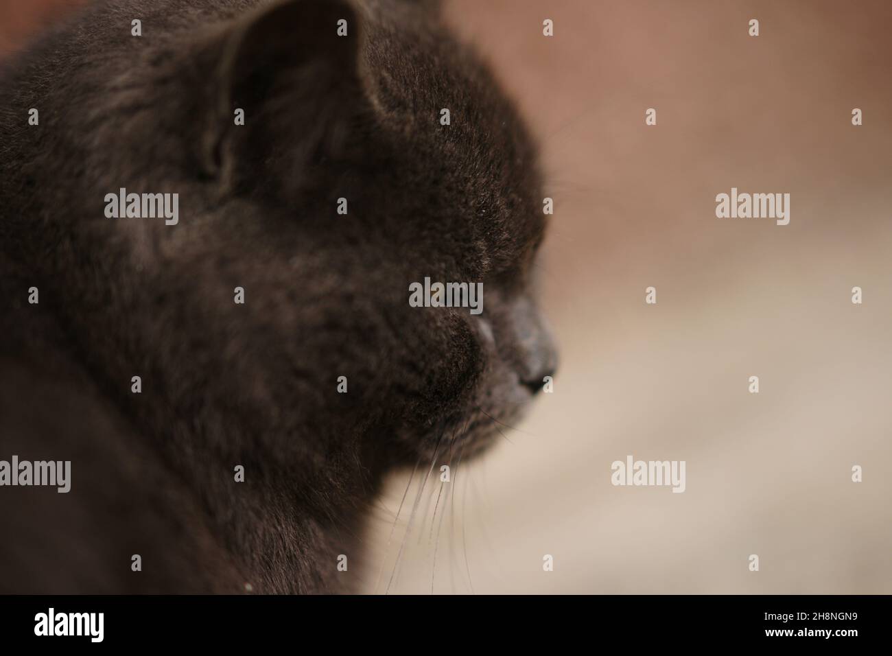 Close up face of an grey British cat, side view Stock Photo - Alamy