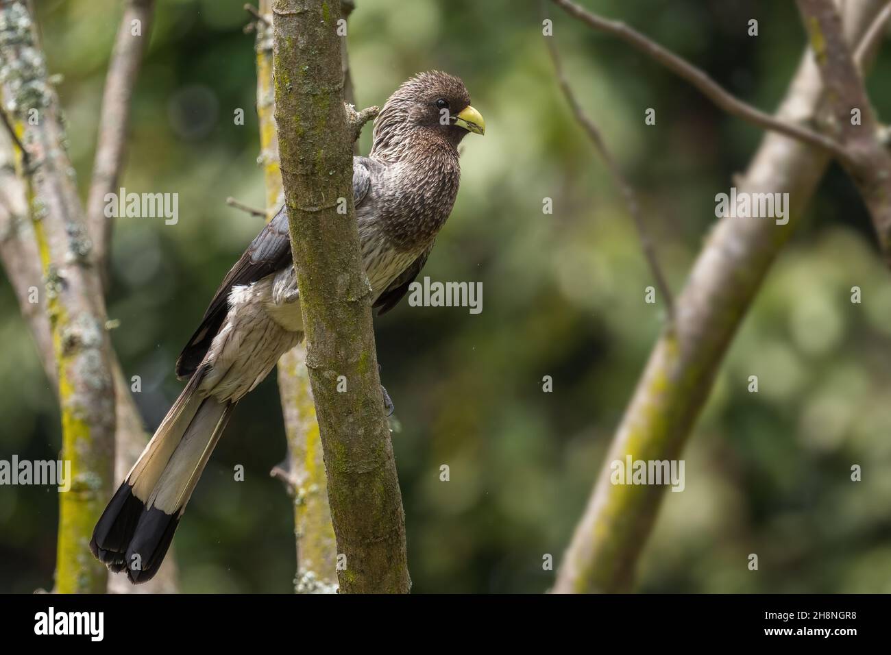 Eastern Grey Plantain-eater - Crinifer zonurus, large special bird from ...