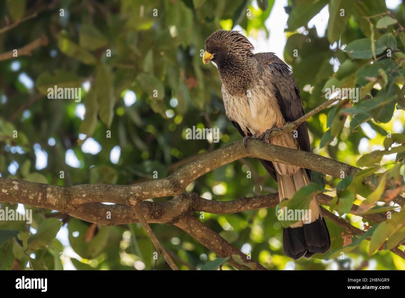 Eastern Grey Plantain-eater - Crinifer zonurus, large special bird from ...