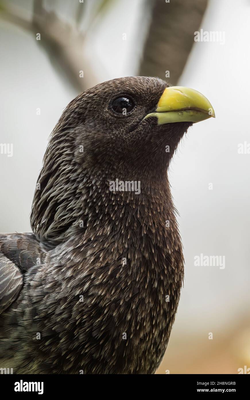 Eastern Grey Plantain-eater - Crinifer zonurus, large special bird from ...