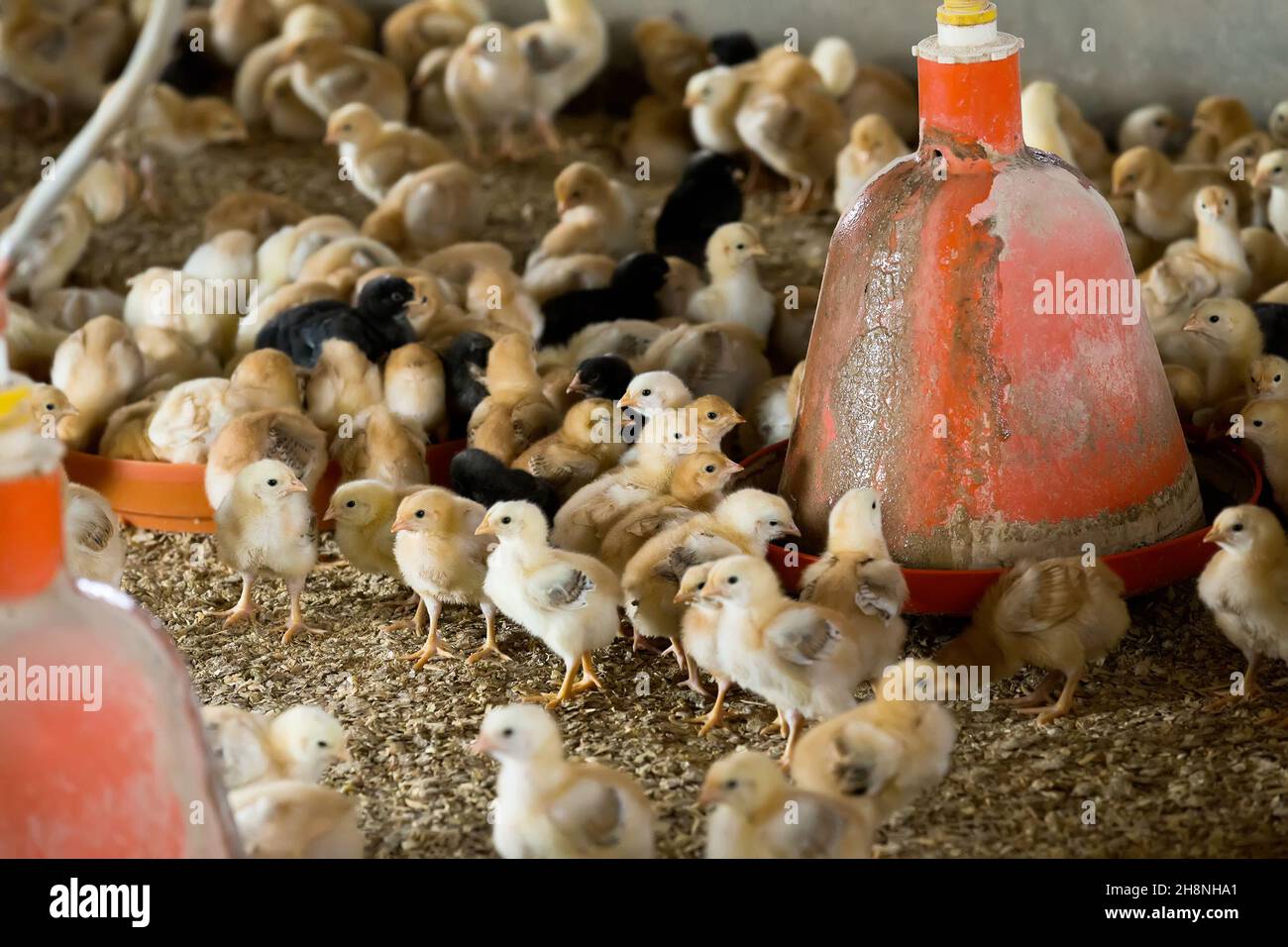Poultry litter hi-res stock photography and images - Alamy