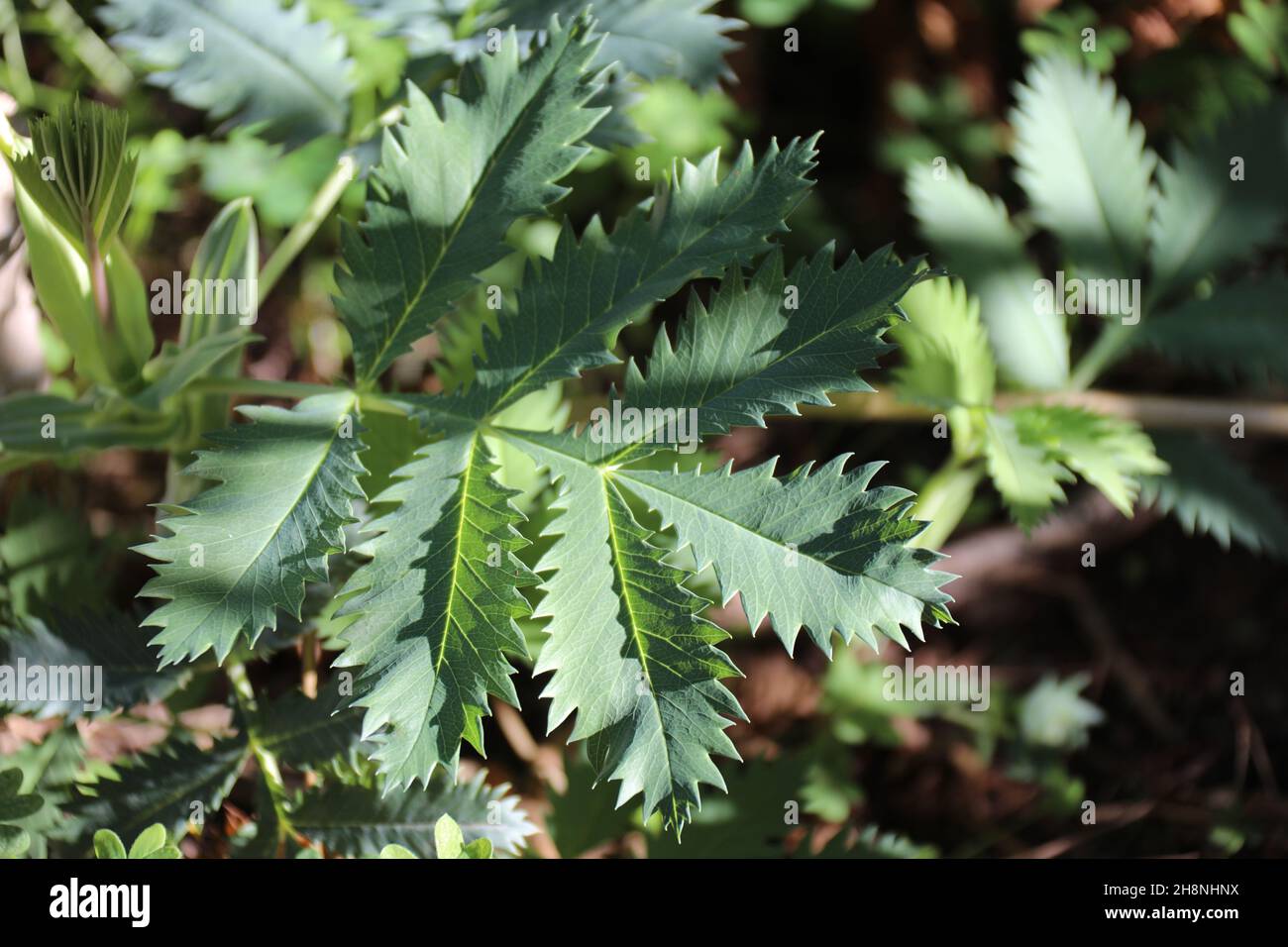 Melianthus major leaves hi-res stock photography and images - Alamy