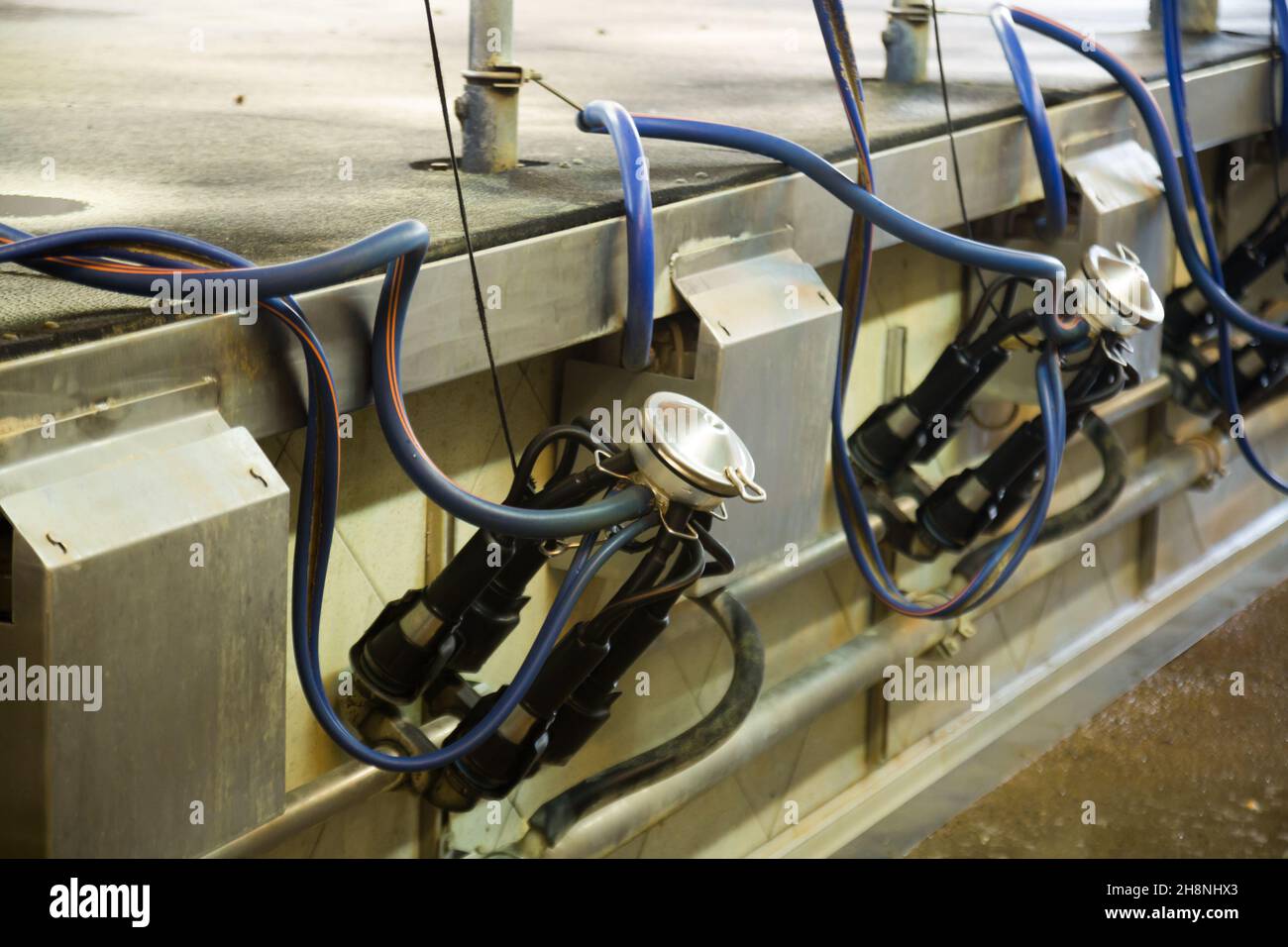 Mechanized milking equipment Stock Photo - Alamy
