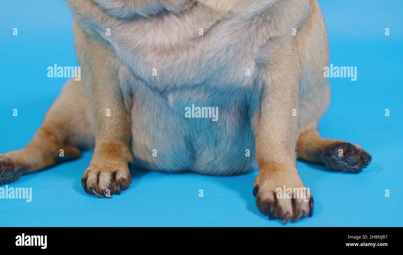 Body part of pug on blue background. Portrait of dog's big belly. Close ...