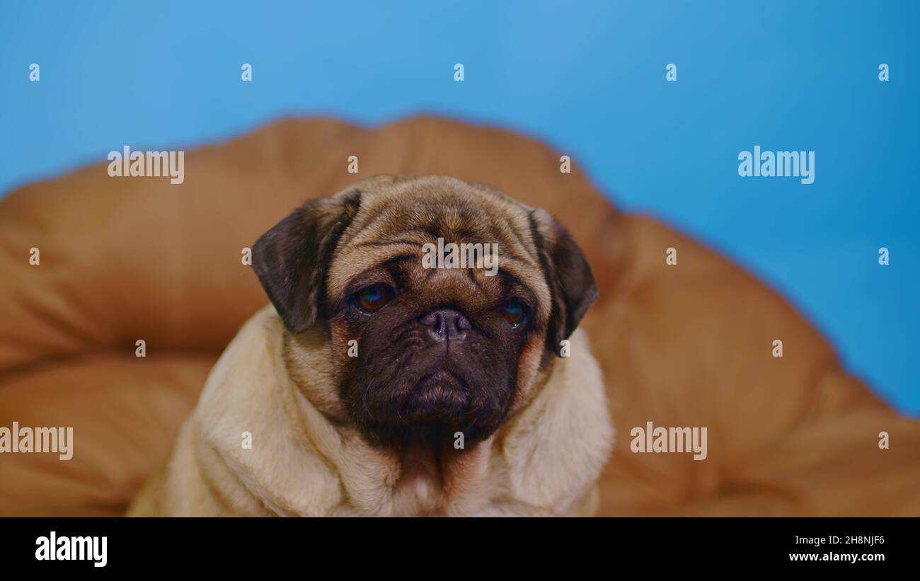 Cute pug on large pillow hi-res stock photography and images - Alamy