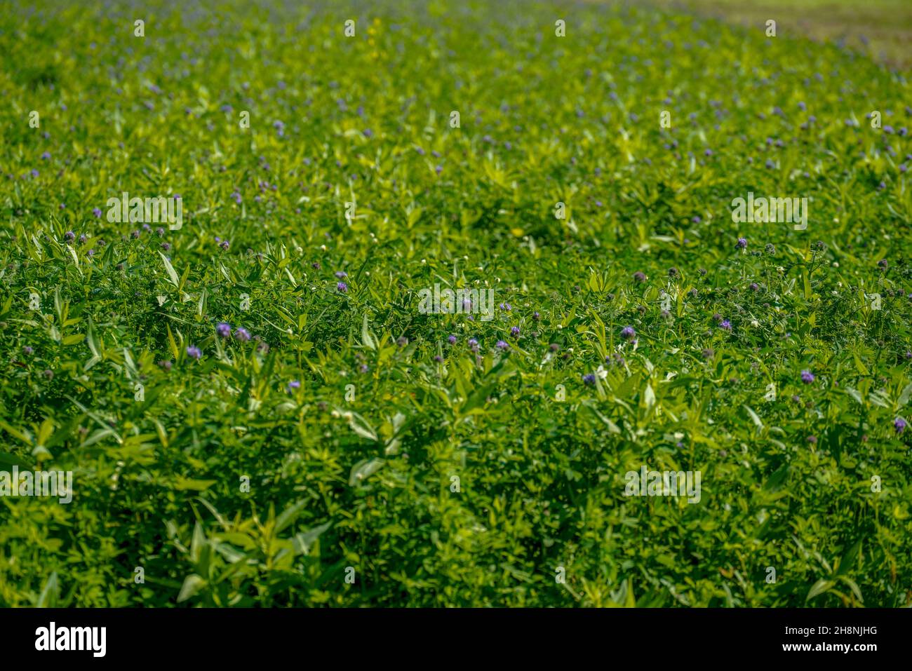 Green grass with small plants in the garden Stock Photo - Alamy