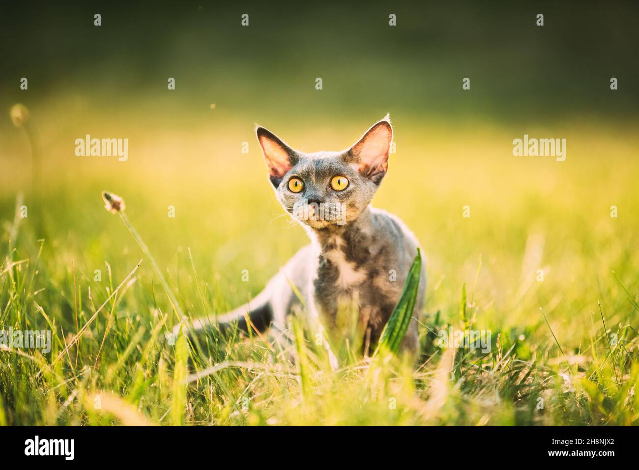 Funny Young Gray Devon Rex Kitten Sitting In Green Grass. Short-haired ...